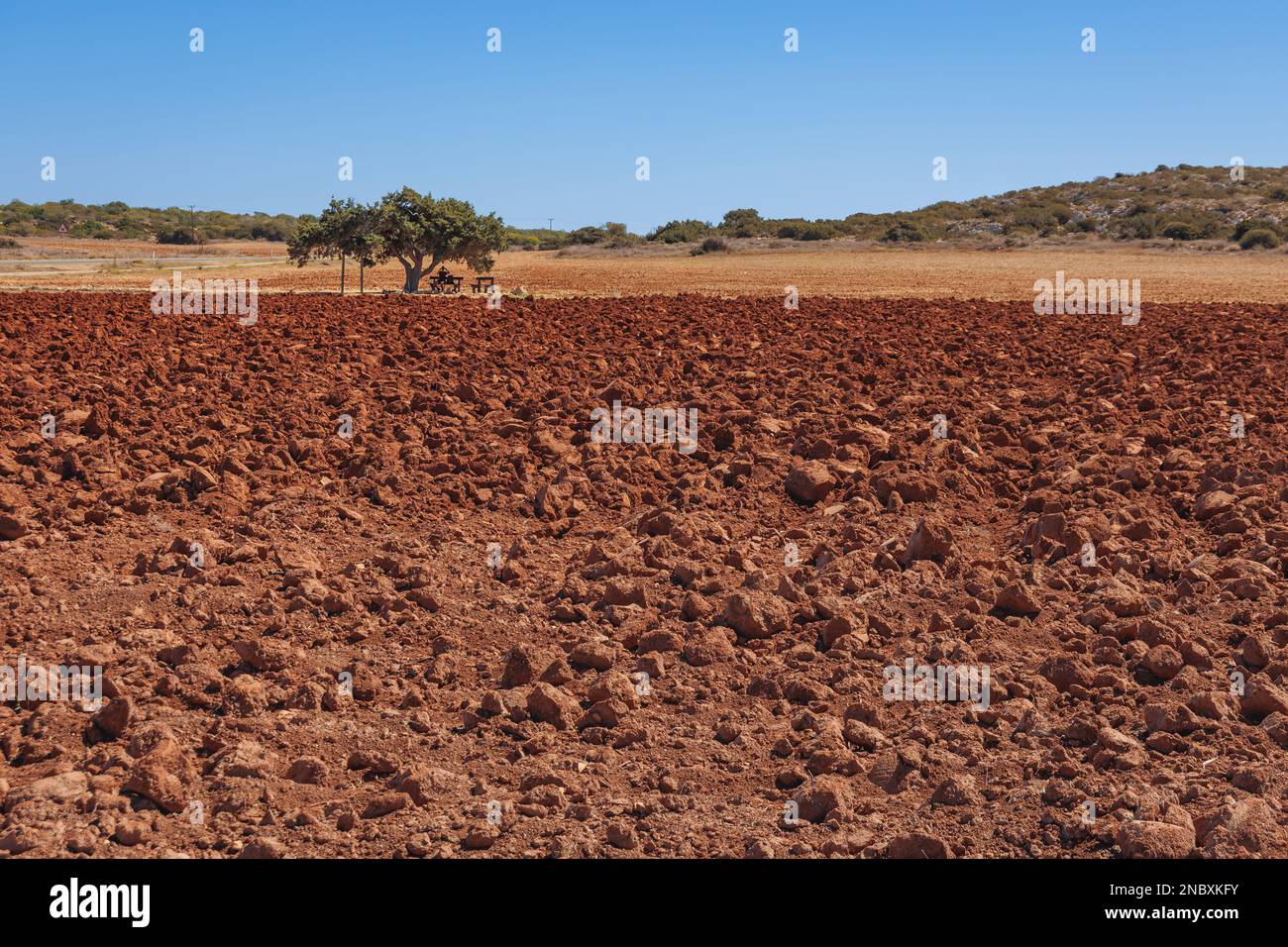 Red soil and so called Tree of Lovers in Cape Greco National Forest ...