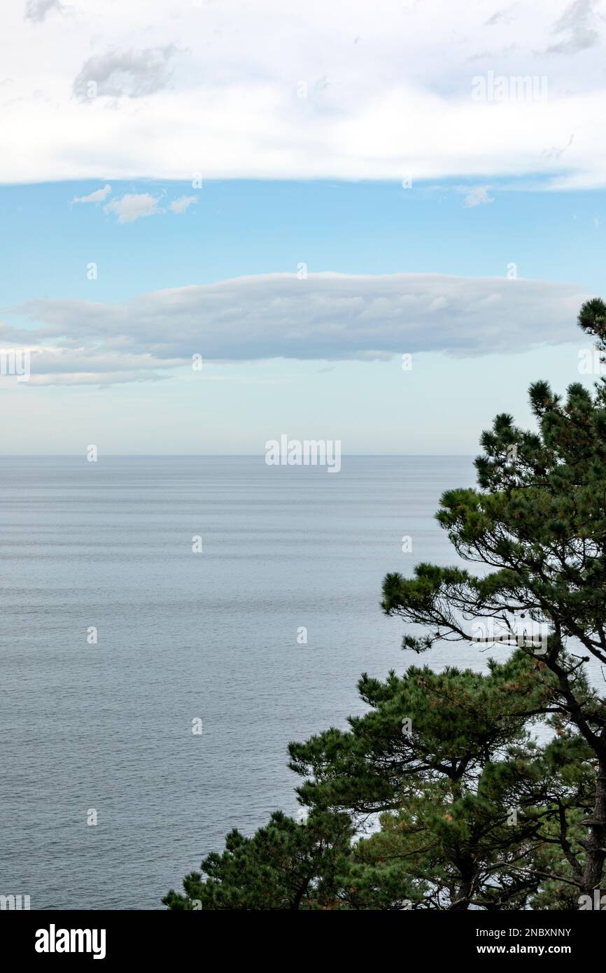Pine trees with the ocean in the background Stock Photo - Alamy