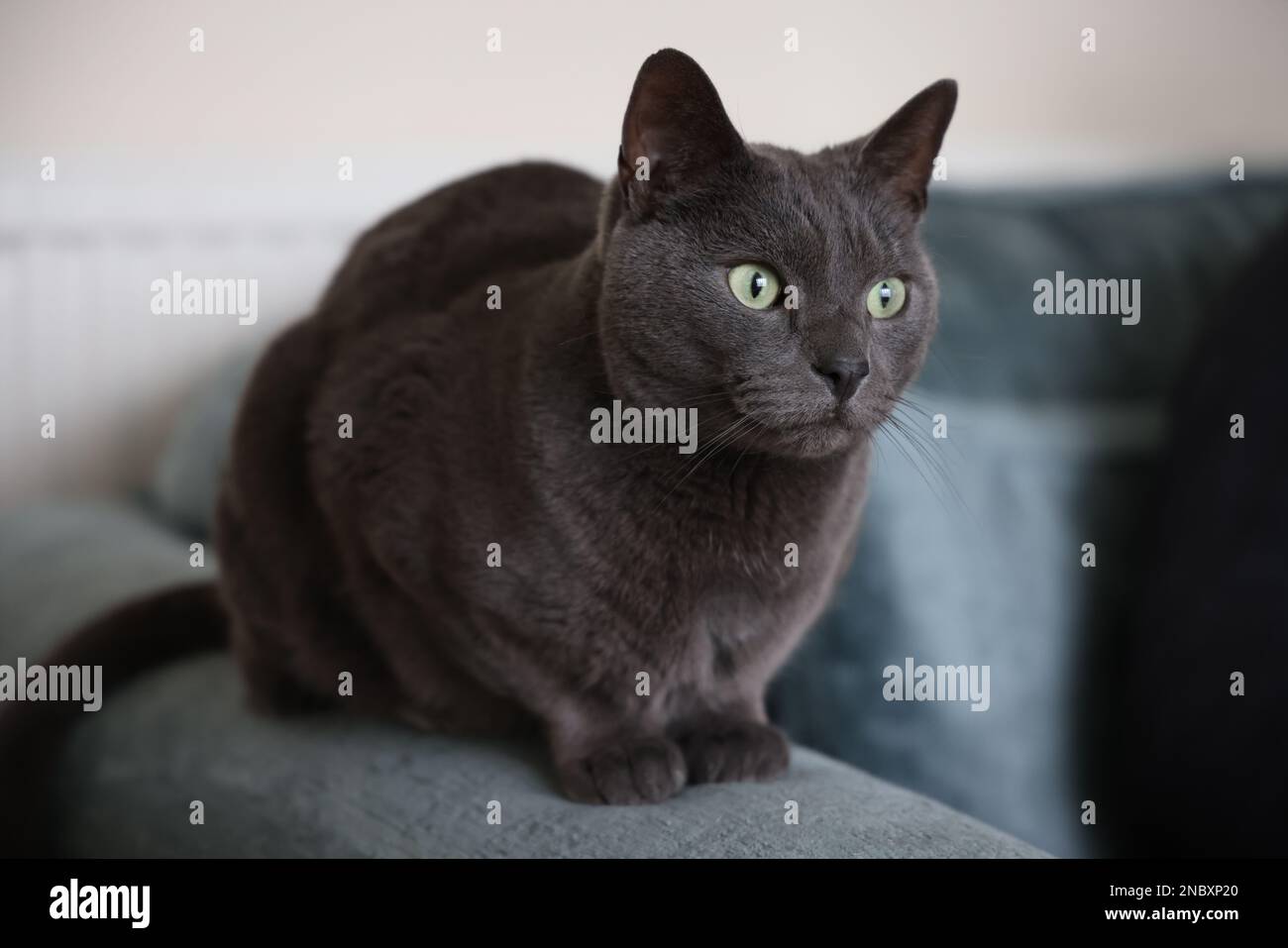 Crossbreed cat hi-res stock photography and images - Alamy