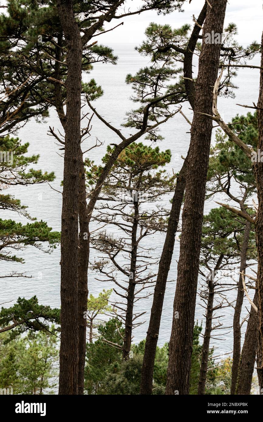 Pine trees with the ocean in the background Stock Photo - Alamy