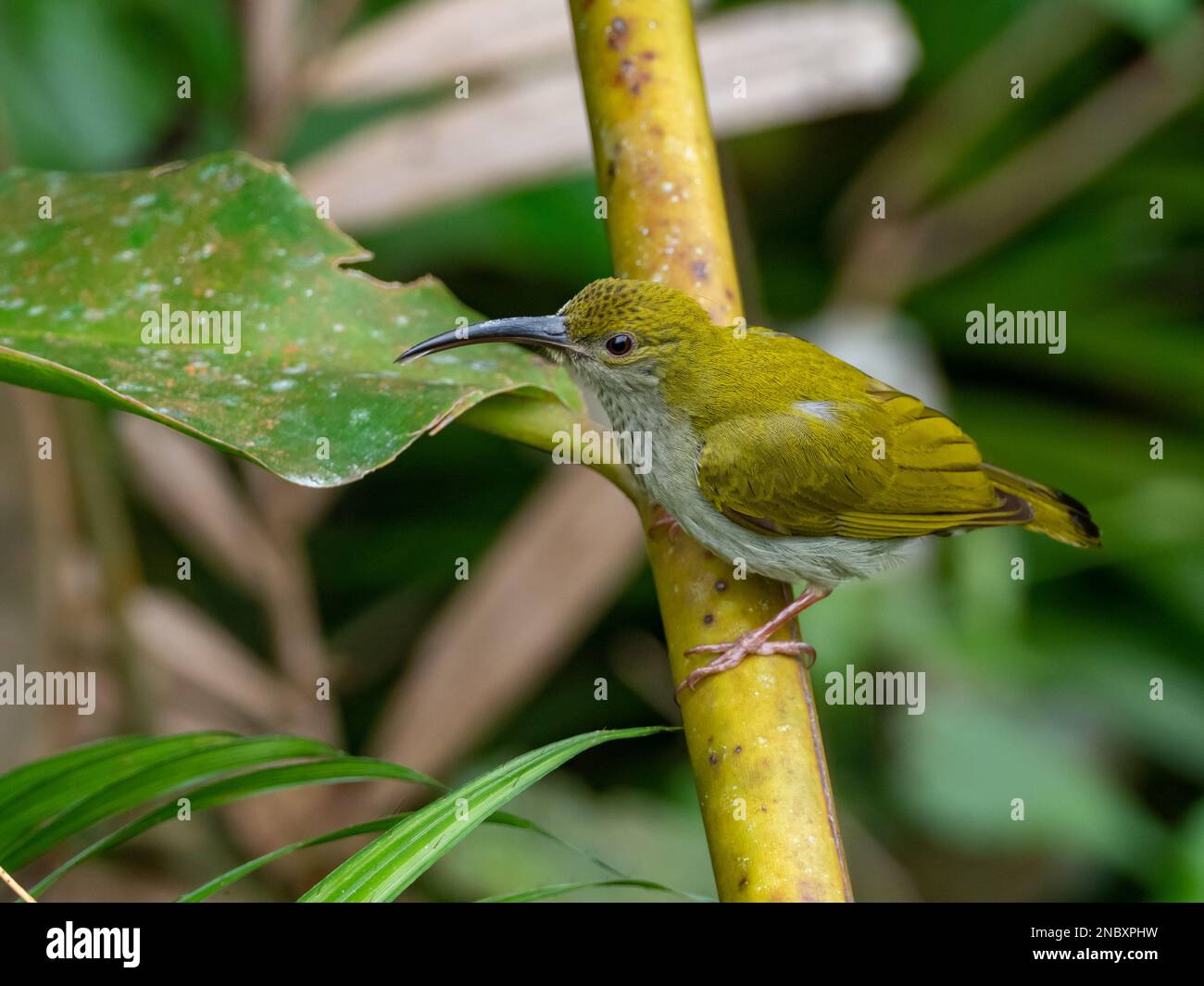 Gray-breasted spiderhunter, Arachnothera modesta, a bird in the forest ...