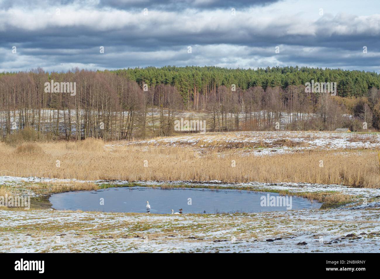 Village pond with swans hi-res stock photography and images - Alamy