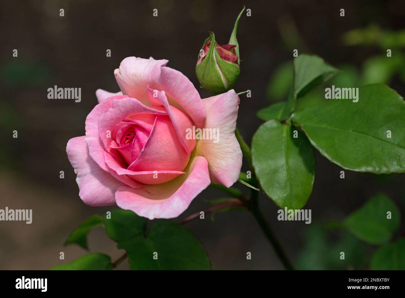 One pink rose and rosebud, flowering on a natural green background ...