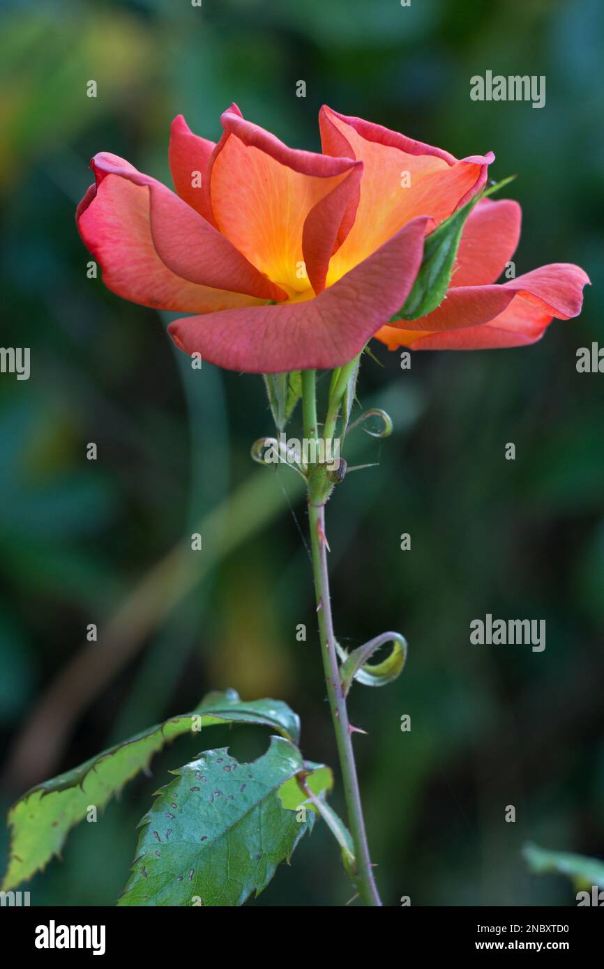 Side view orange rose hi-res stock photography and images - Alamy