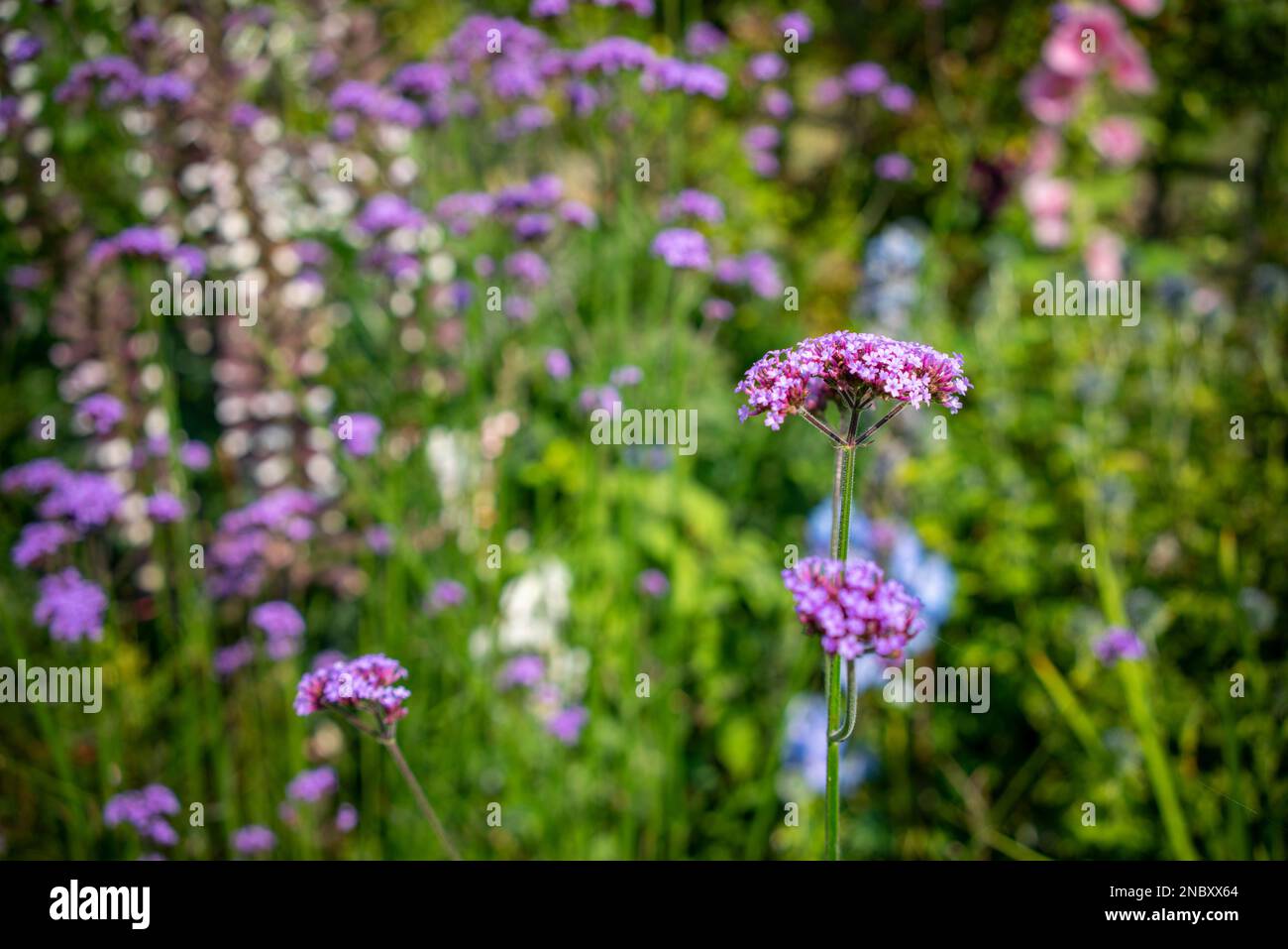 Peggy Davies' garden at Five Oaks in West Sussex, England, UK Stock ...