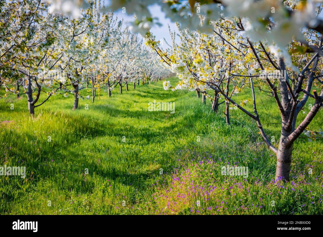 Wonderful spring scenery. Exciting morning view of apple trees garden ...