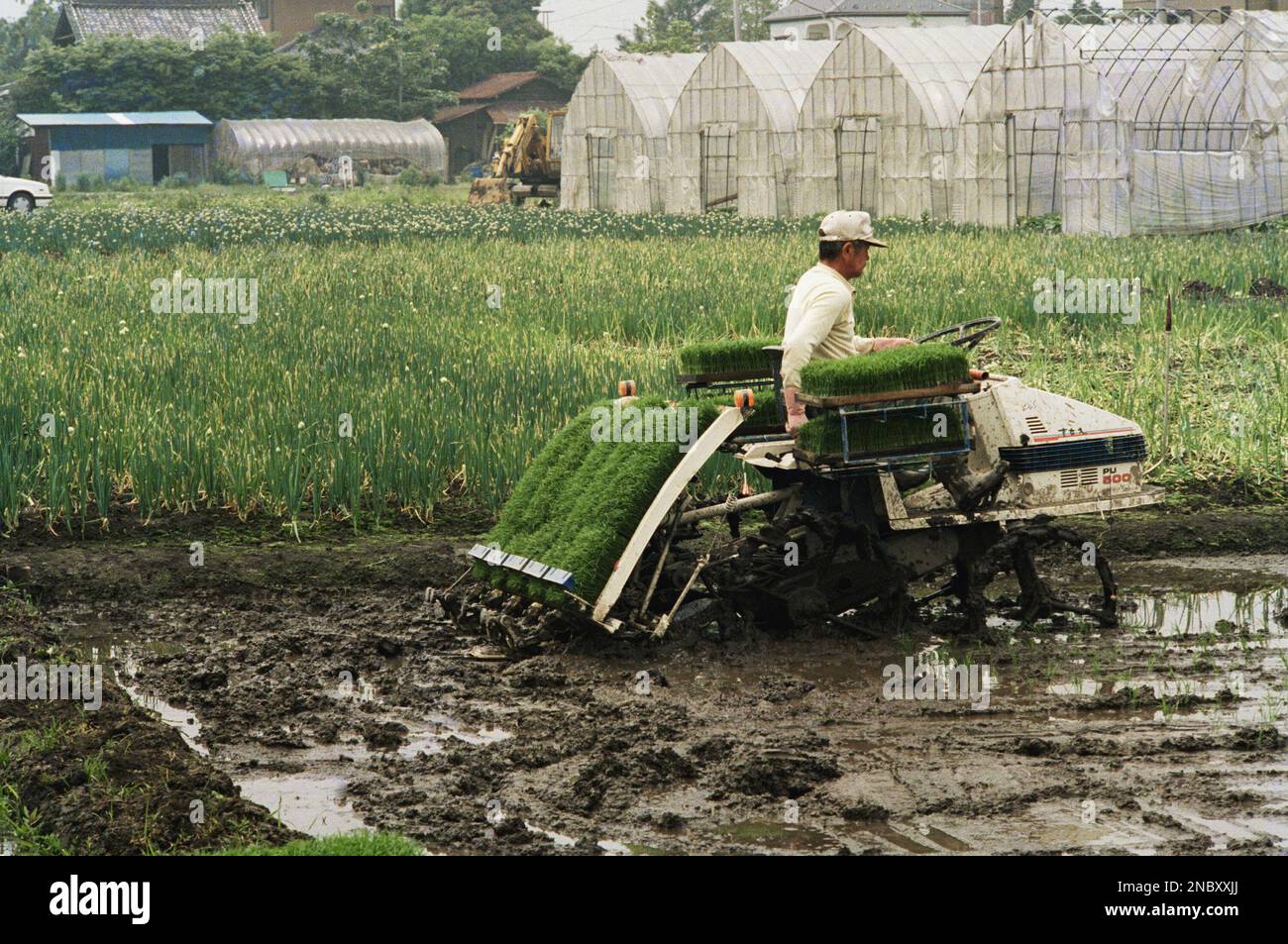 A Japanese farmer operates a rice-transplanting vehicle, planning rice ...