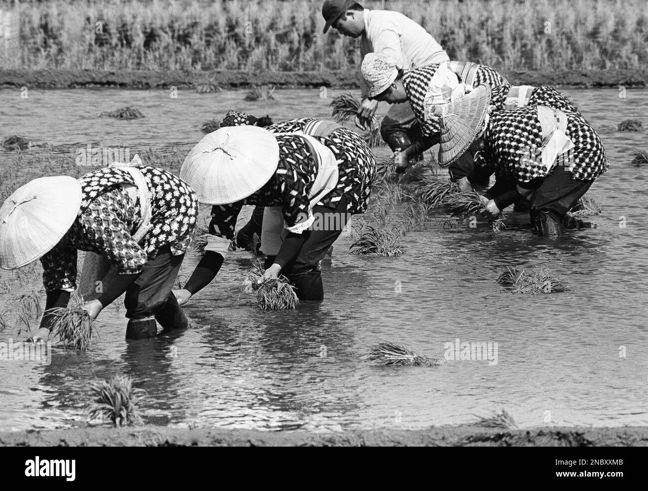 Japanese farmers in Kimono and with Bamboo hats set young rice plants ...
