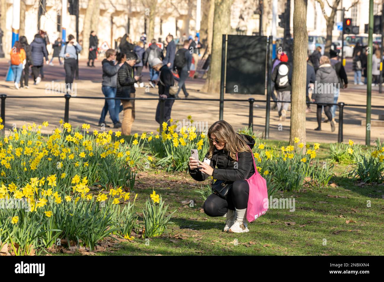 London, UK. 14th Feb, 2023. UK weather Daffodils in St James Park ...