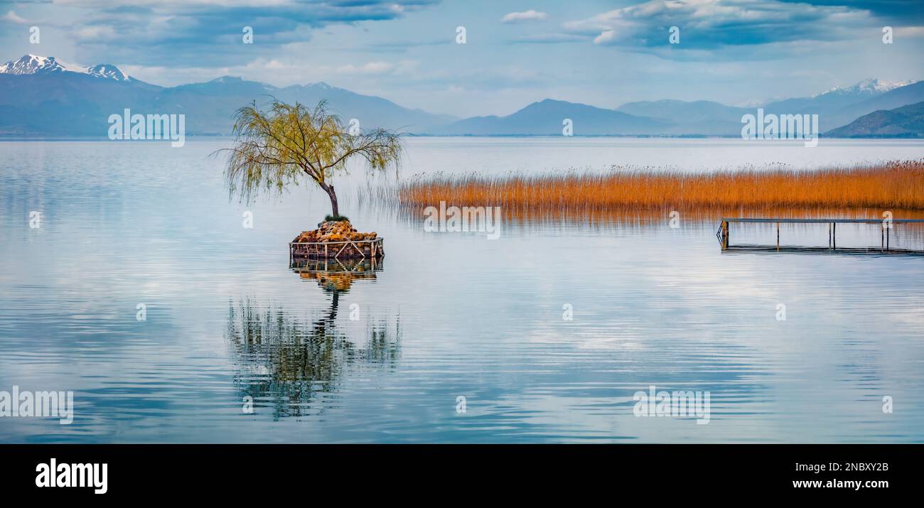Panorama of lonely willow tree among the water of Ohrid lake. Gloomy ...