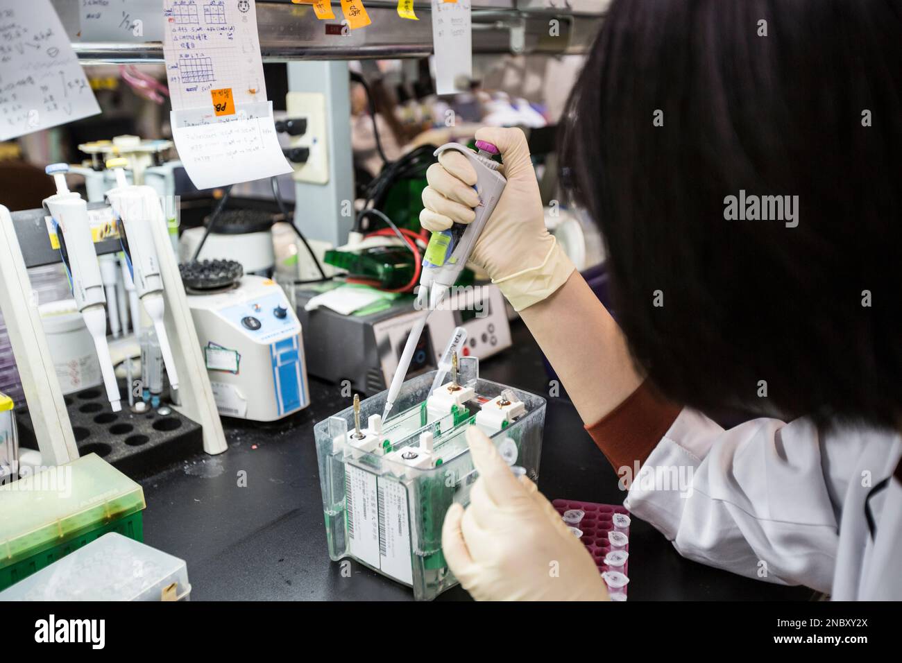 Western Blot Analysis Use As Protein Analysis For Protein Detection