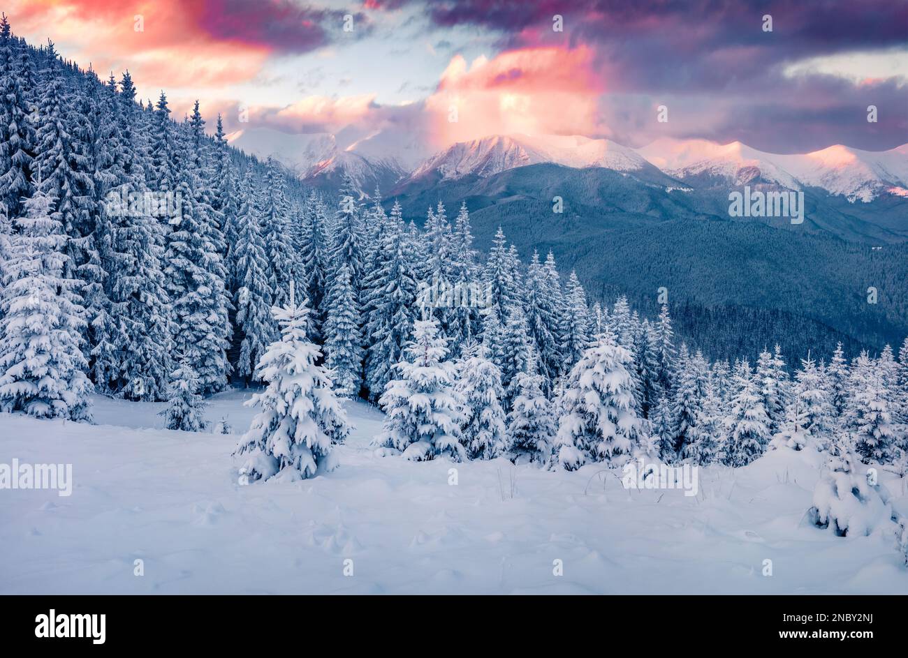 Beautiful winter scenery. Unbelievable sunrise in Carpathian mountains ...