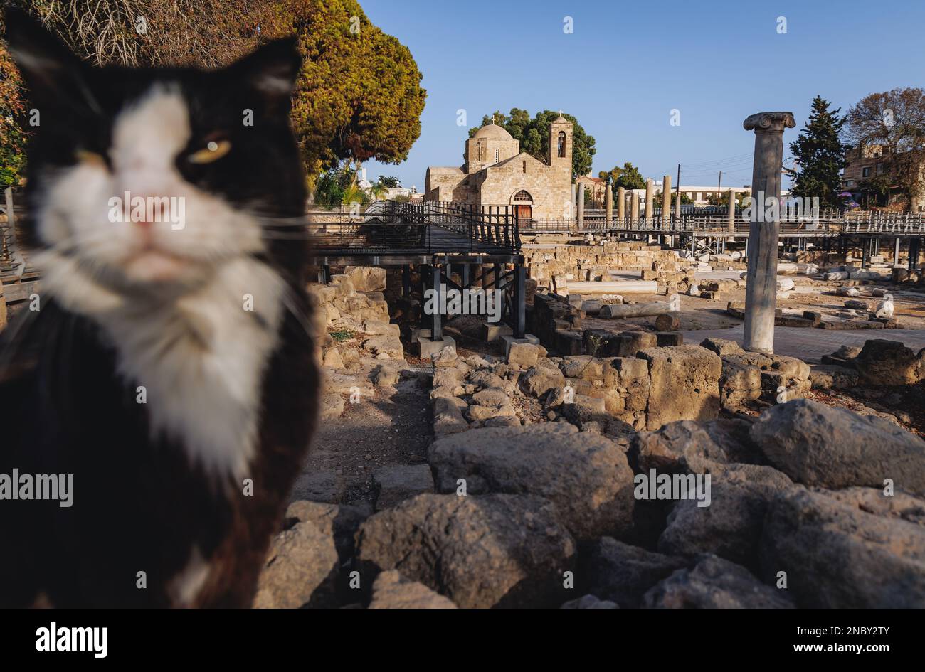 Cat in front of Agia Kyriaki Chrysopolitissa Church in Chrysopolitissa ...