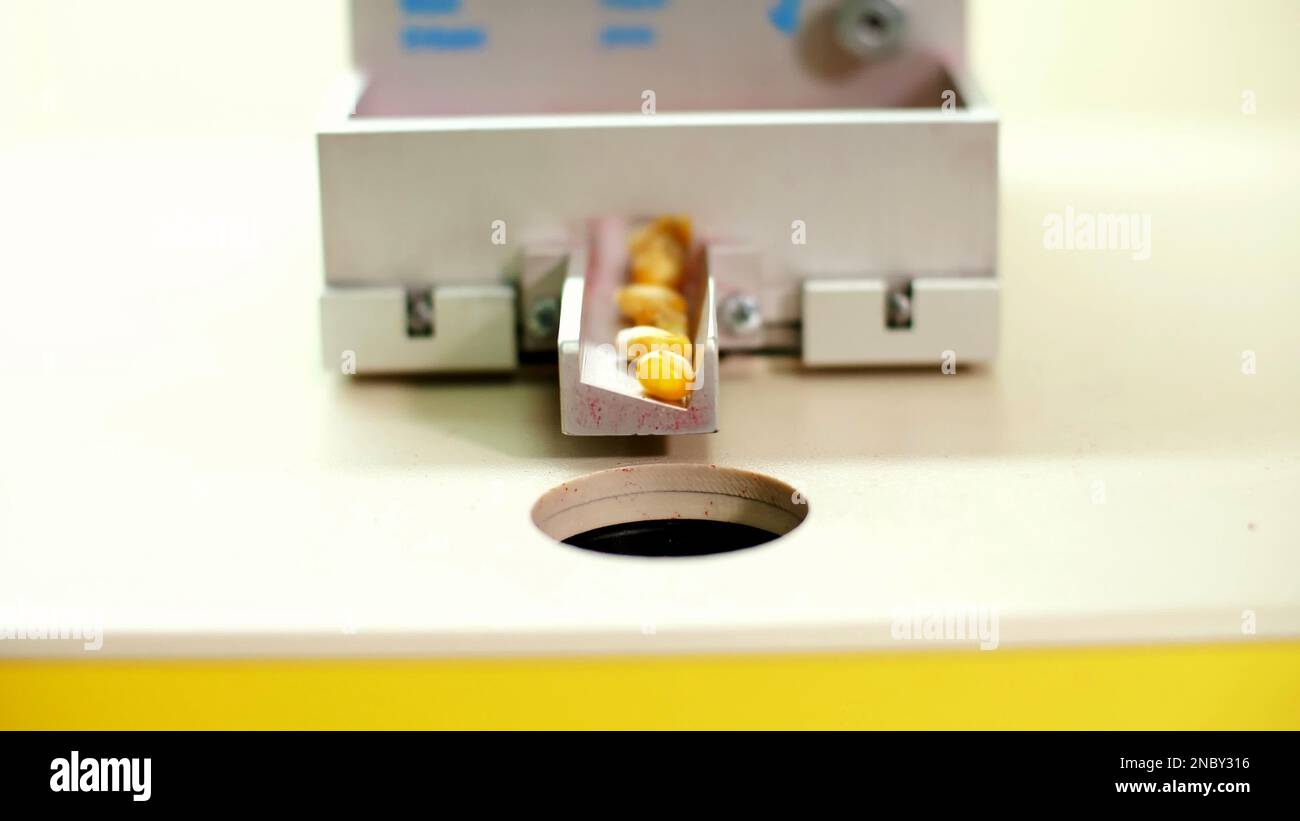 Laboratory research of corn seeds. samples of different species ...