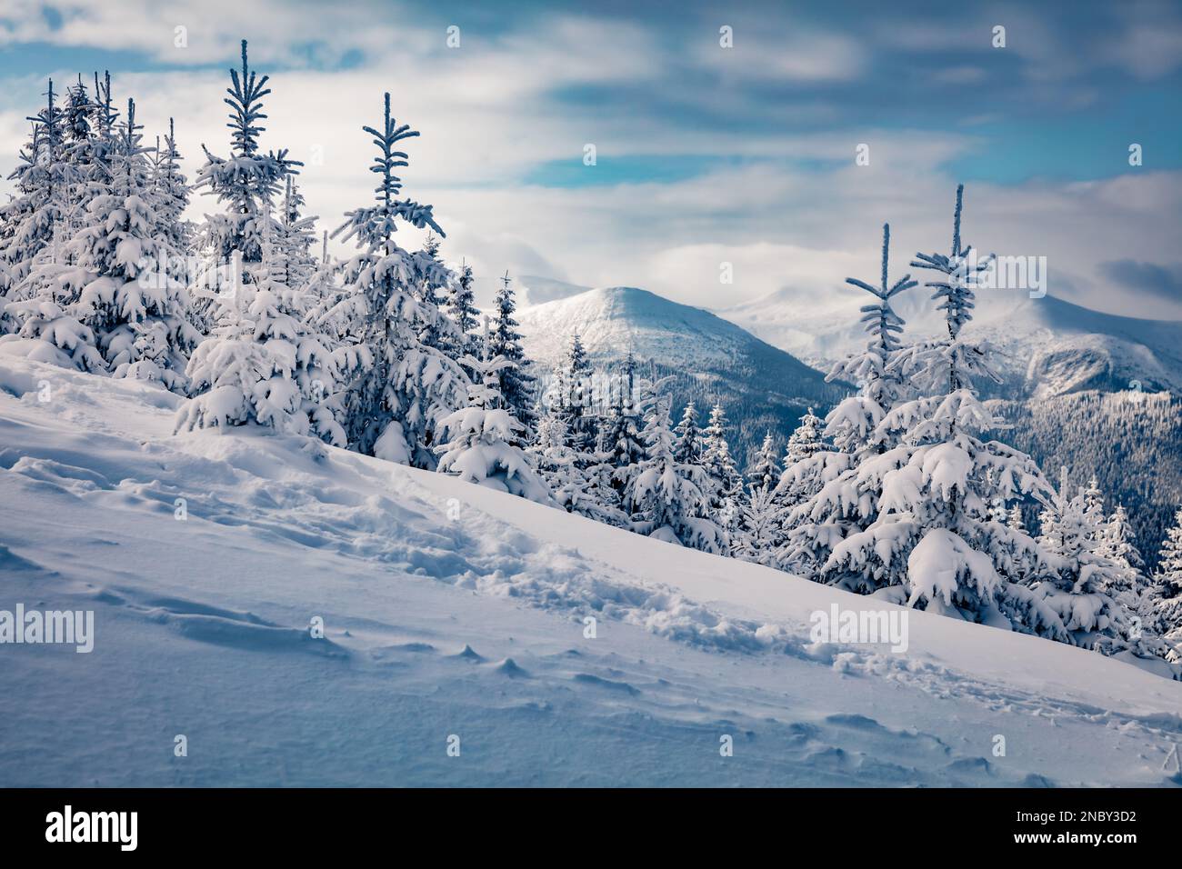 Christmas postcard. Calm morning scene of of Carpathian mountains ...