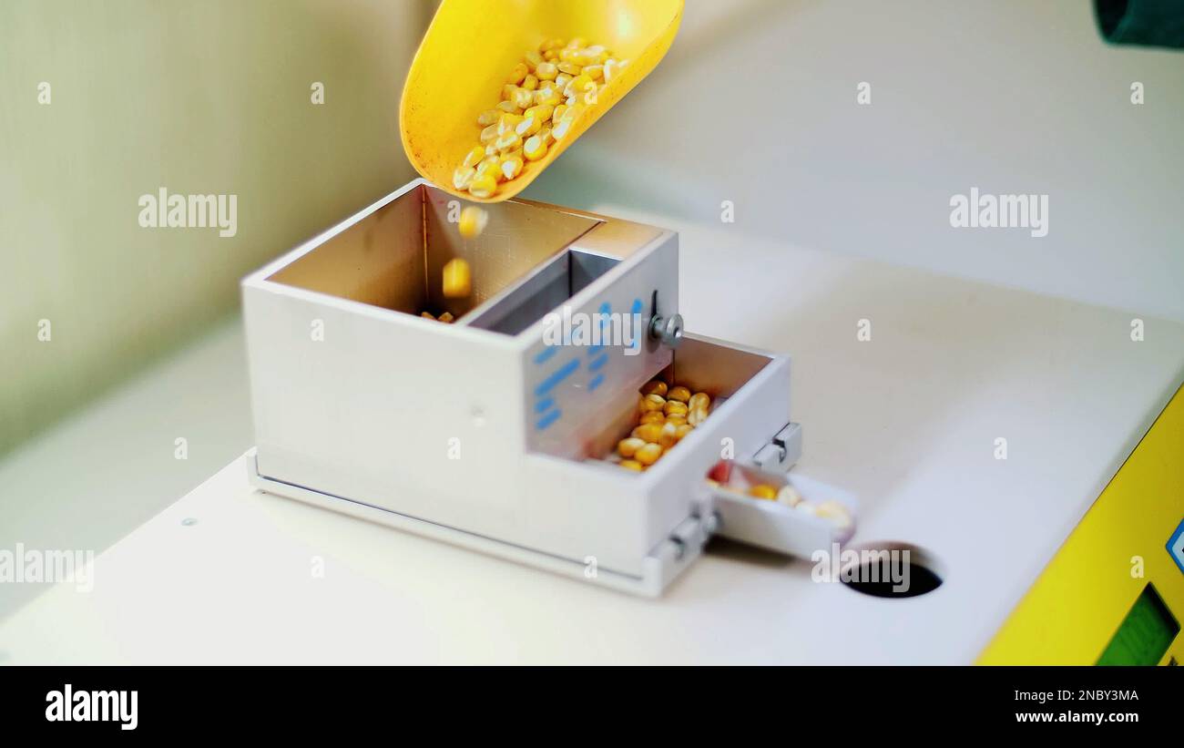 Laboratory research of corn seeds. samples of different species ...