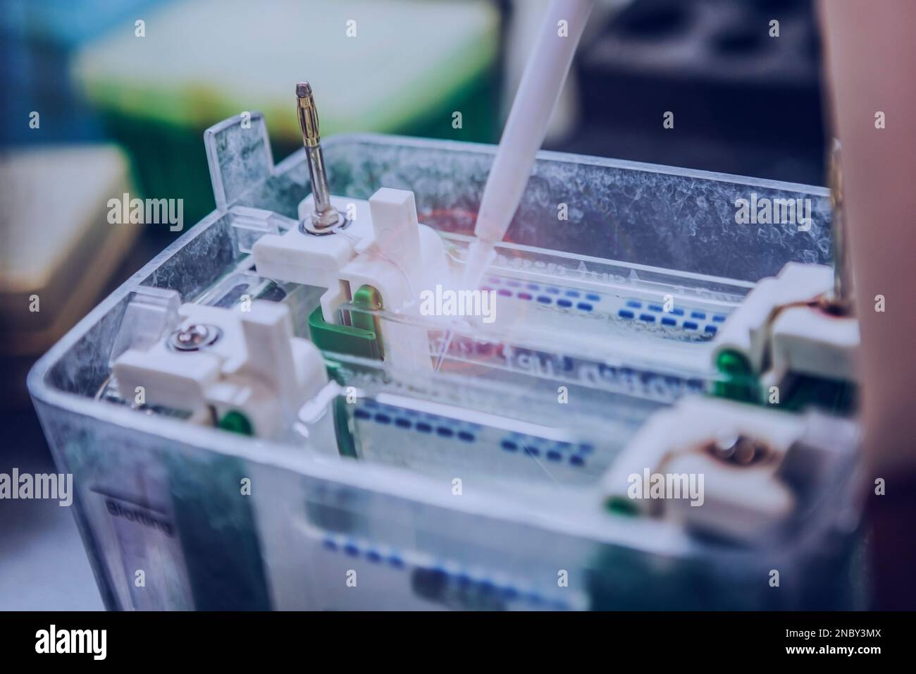 Western blot analysis use as protein analysis for protein detection ...
