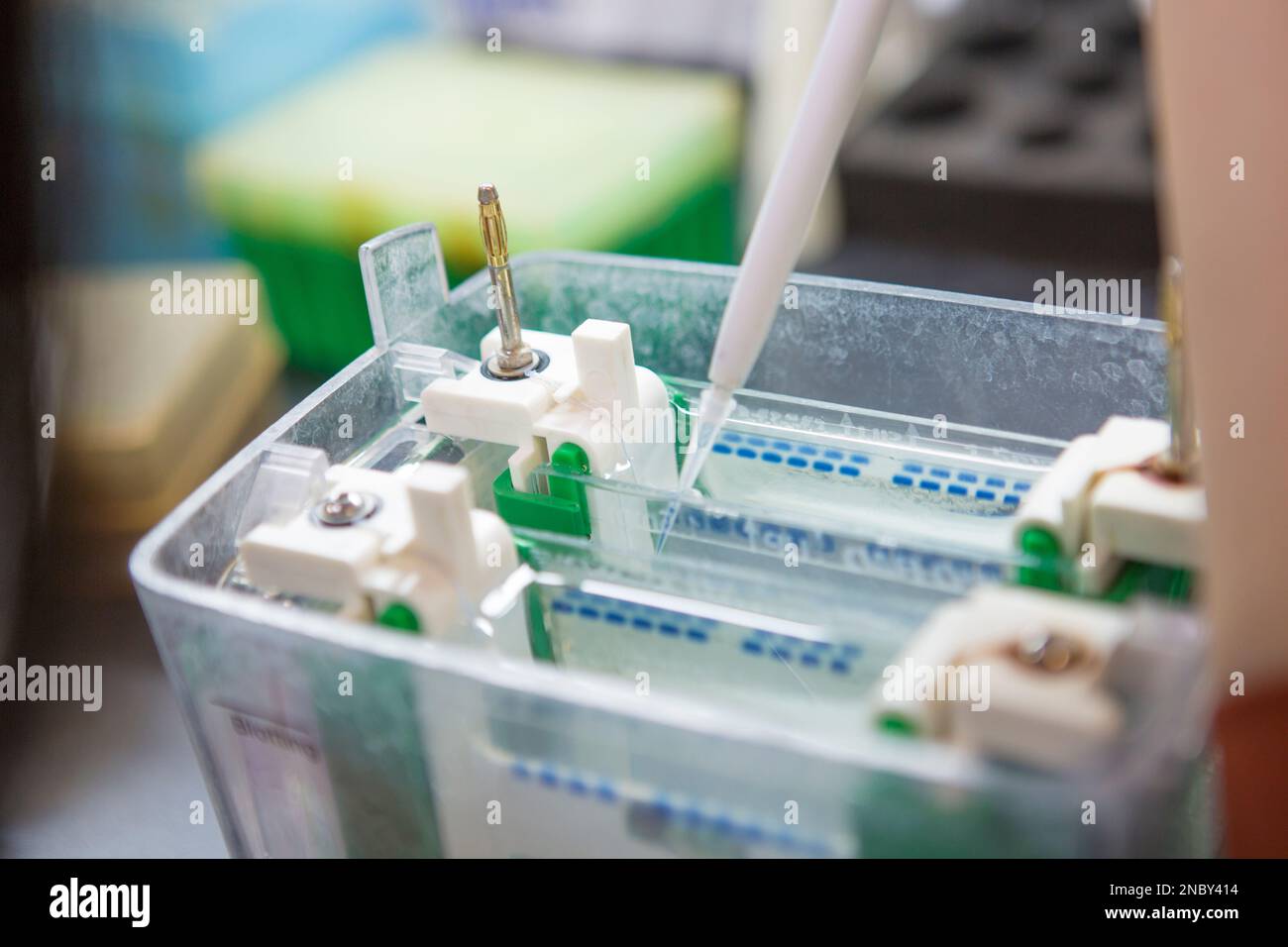 Western Blot Analysis Use As Protein Analysis For Protein Detection