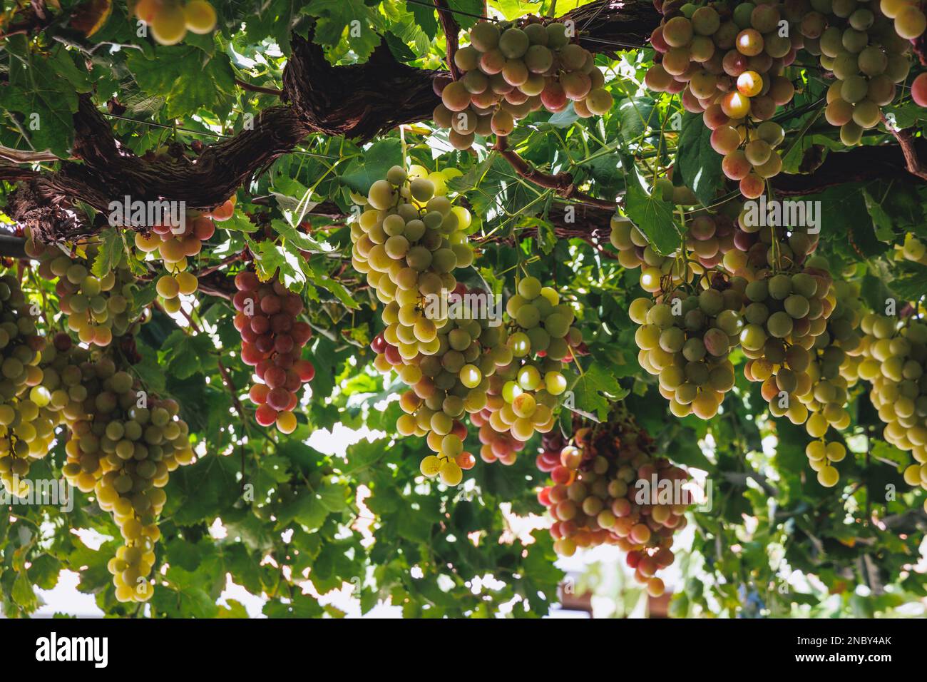 Grapes in Arsos village located in the mountainous area of Limassol ...
