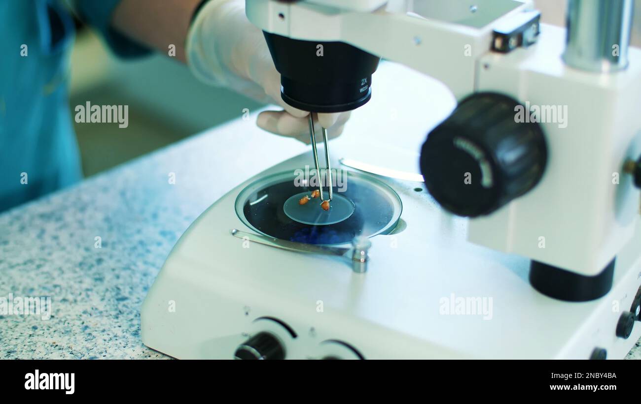 close-up, Microscope with corn seeds. lab worker, in gloves, examines ...