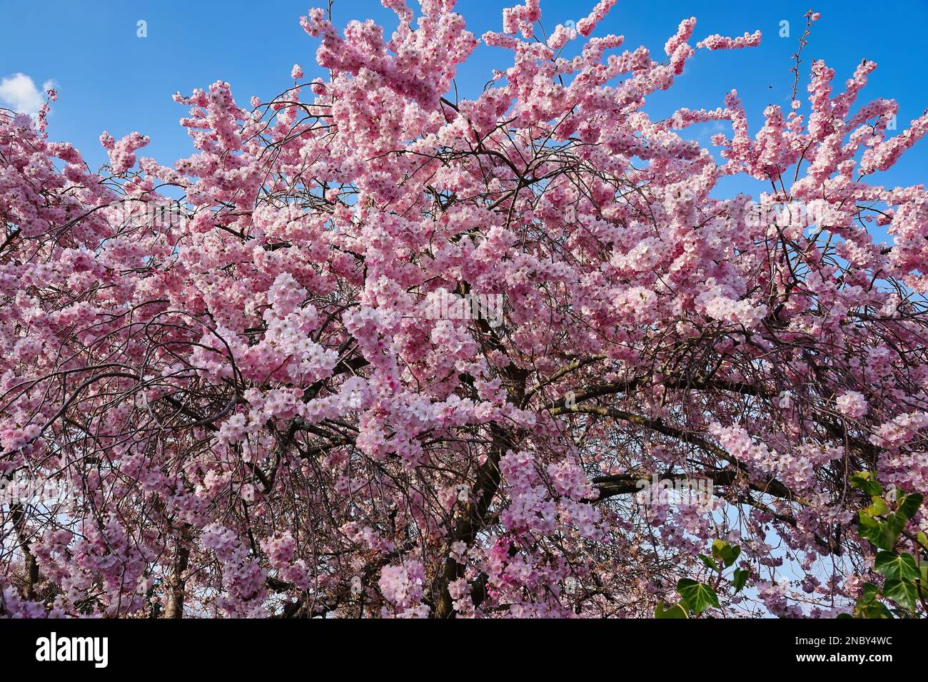 Japanese cherry blossoms the first sign of spring Stock Photo - Alamy