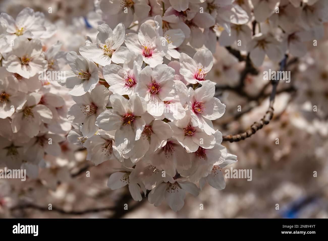 Japanese cherry blossoms the first sign of spring Stock Photo - Alamy