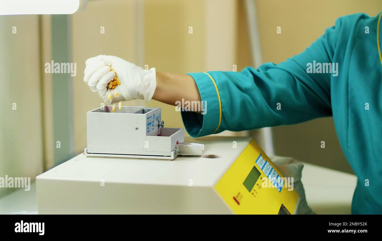 Laboratory research of corn seeds. samples of different species ...