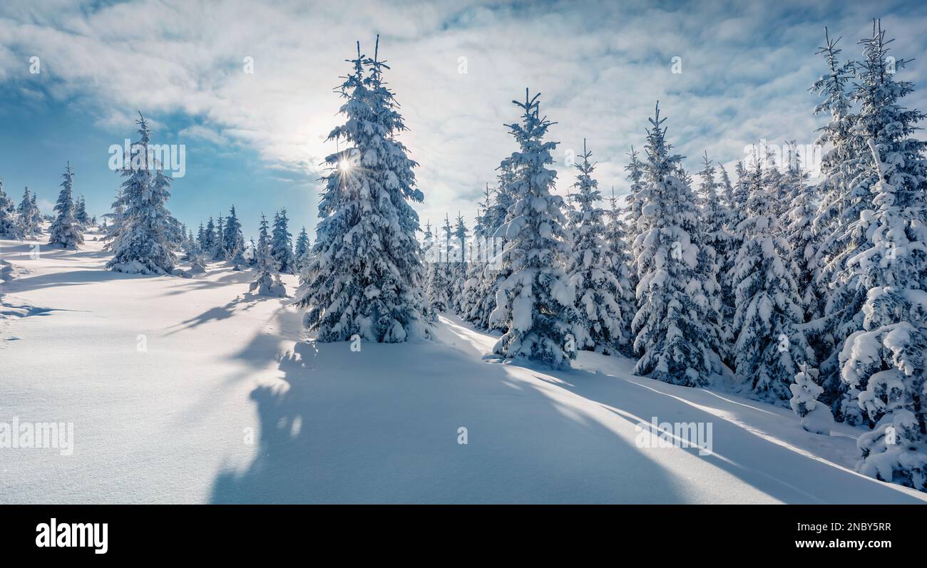 Unbelievable outdoor scene of mountain valley. Fir trees covered by ...