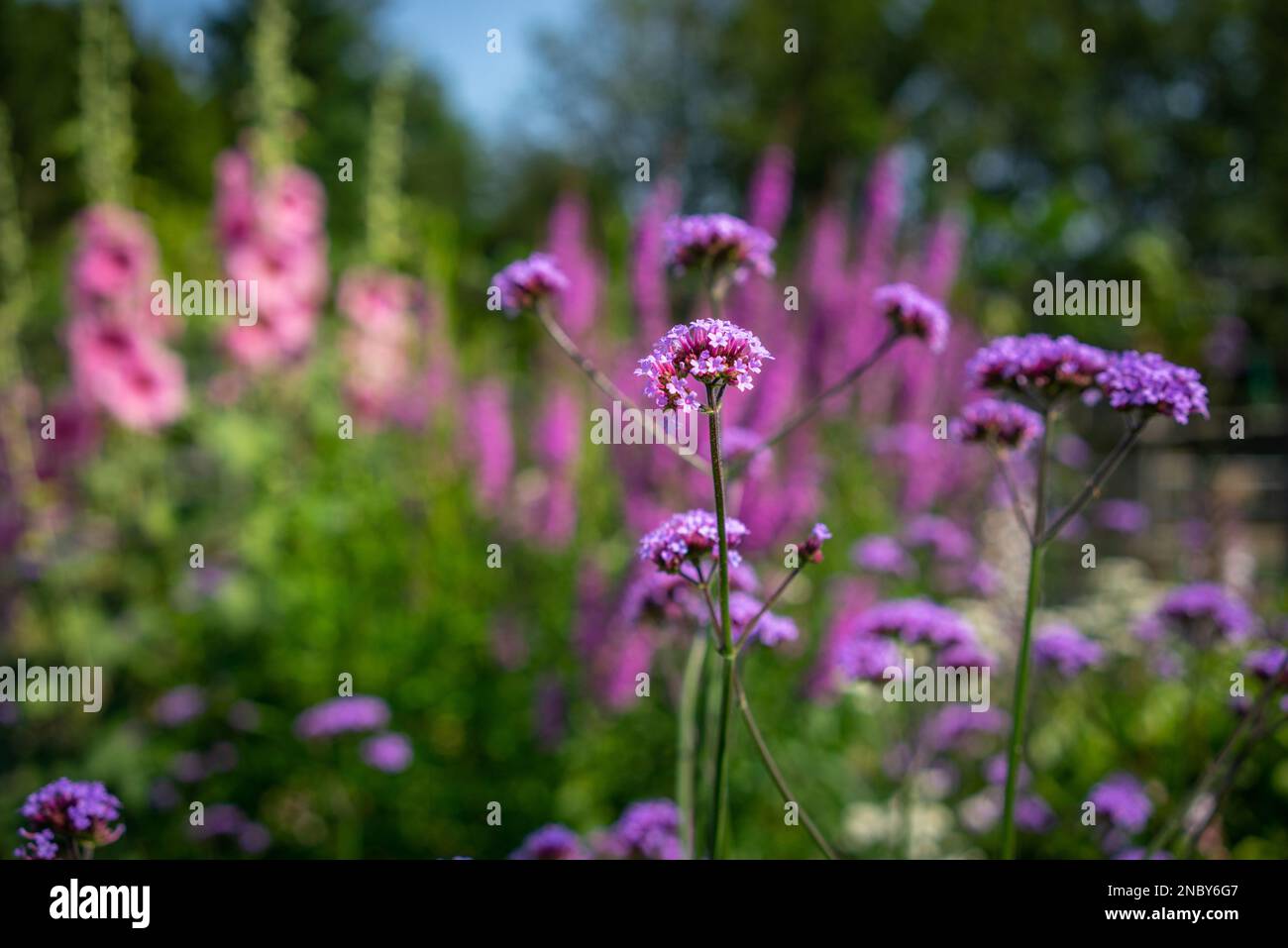 Peggy Davies' garden at Five Oaks in West Sussex, England, UK Stock ...