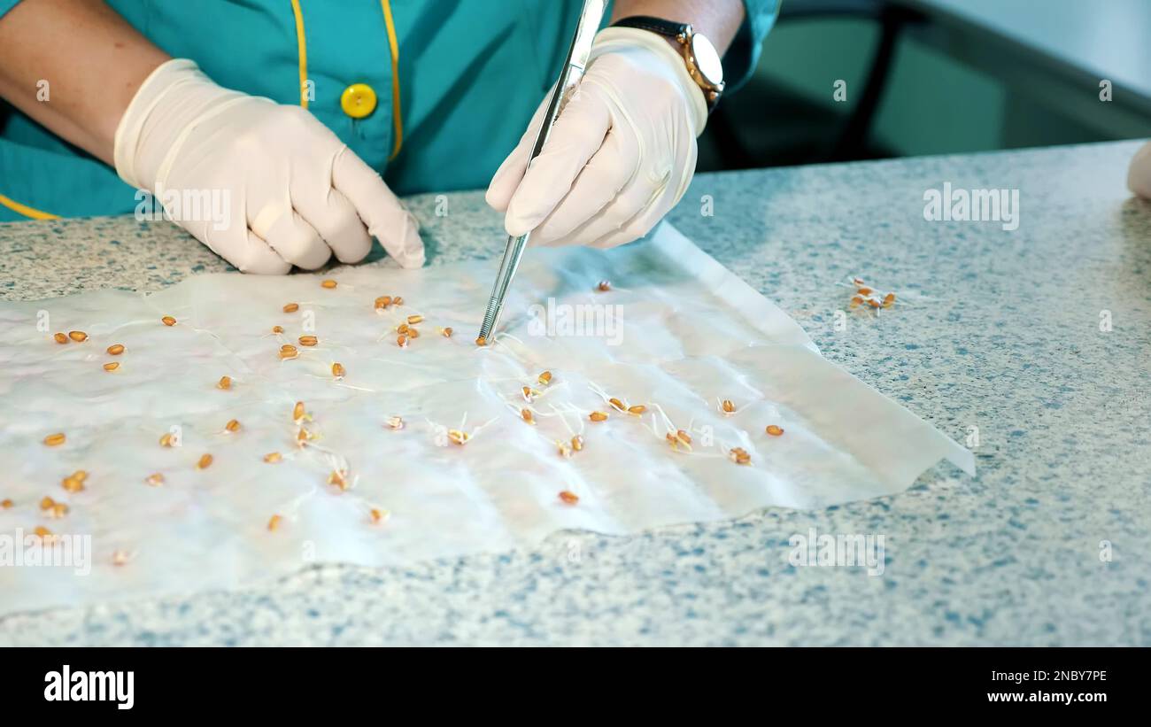 close up, gloved hands of lab worker studying, examine sprouted, rooted ...