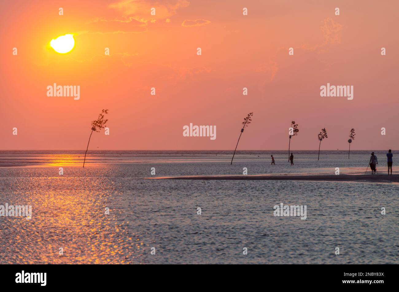 Sunset. Rock Harbor. Rock Harbor Marker Trees. Rock Harbor Clam Trees ...