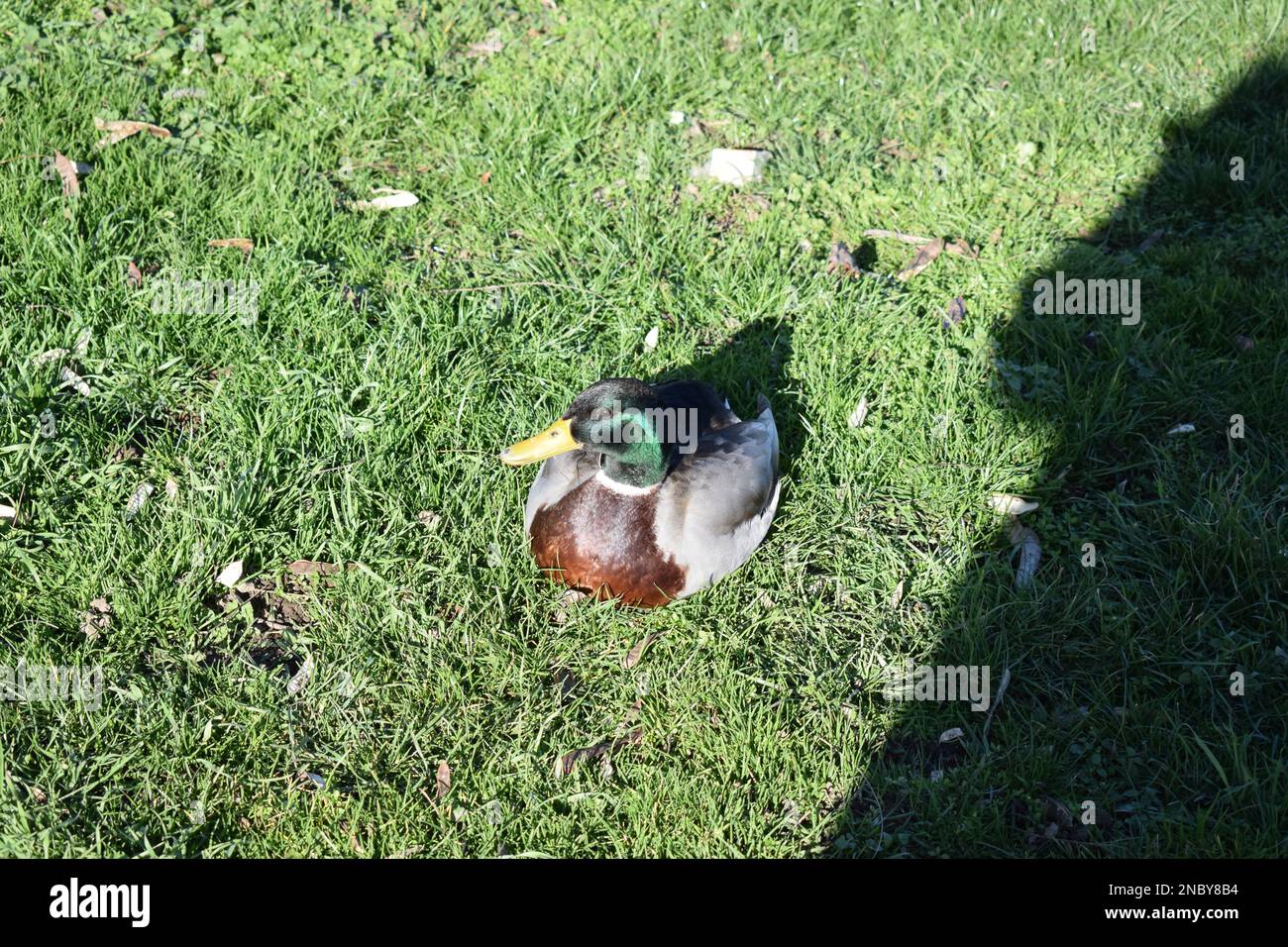 duck in the destroyed park Stock Photo - Alamy