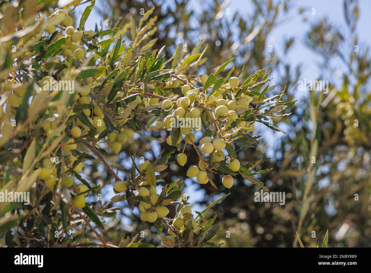 Olive tree in marina of Ajia Napa resort in Cyprus island country Stock ...
