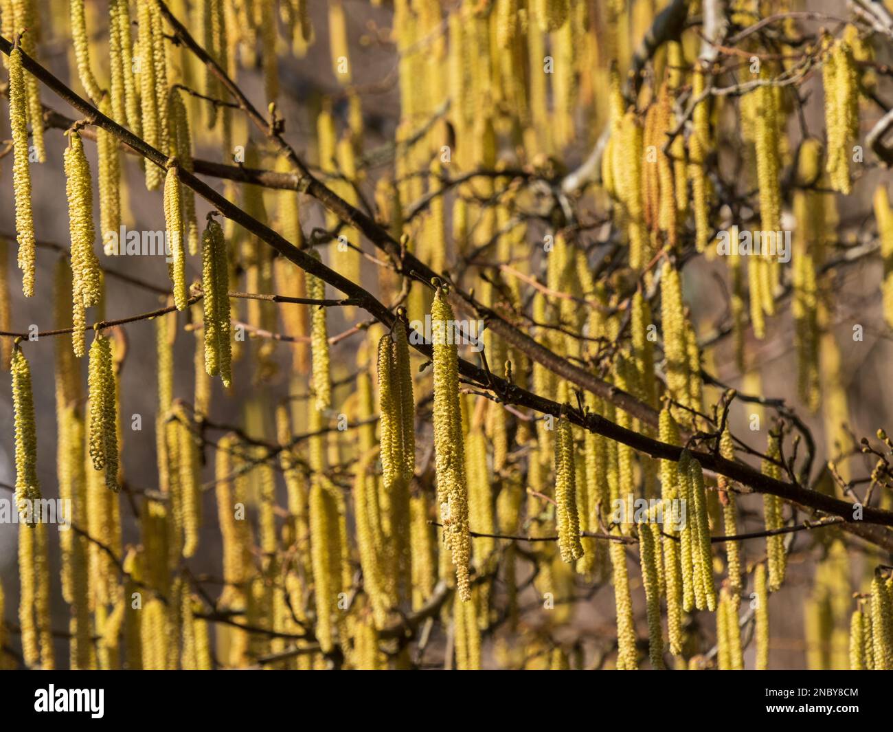 Golden catkin hi-res stock photography and images - Alamy