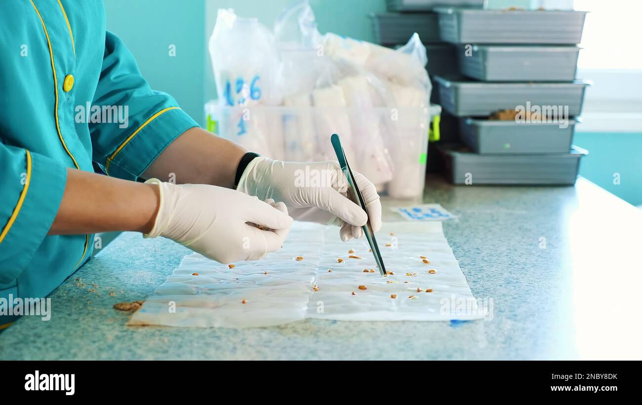 close up, gloved hands of lab worker studying, examine sprouted, rooted ...