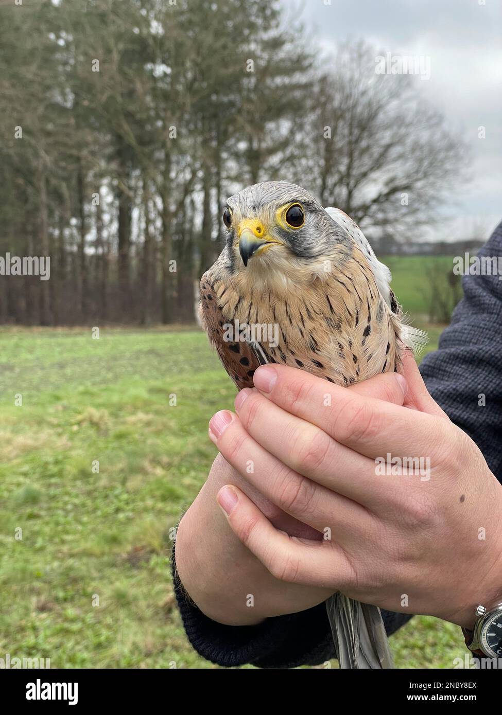 kestrel falcon ready to be released into the wild Stock Photo - Alamy