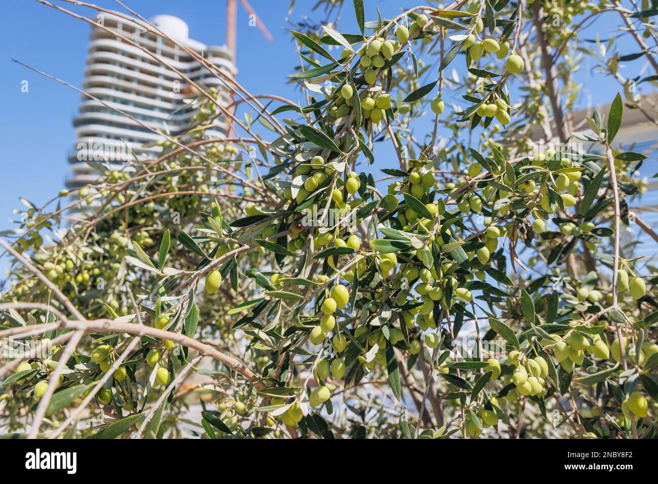 Olive tree in marina of Ajia Napa resort in Cyprus island country Stock ...