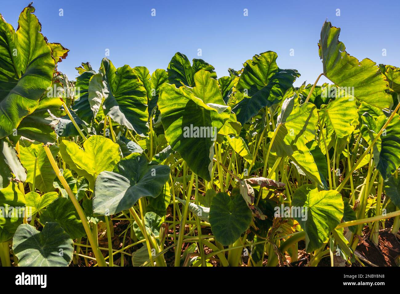 Taro plantation taro plantation hi-res stock photography and images - Alamy