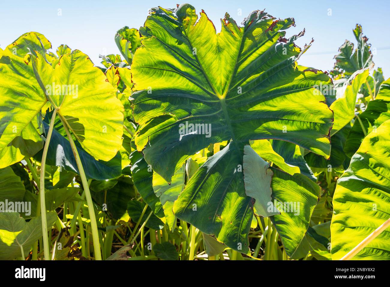 Leaves of Taro plant - Colocasia esculenta one a field in Sotira city ...