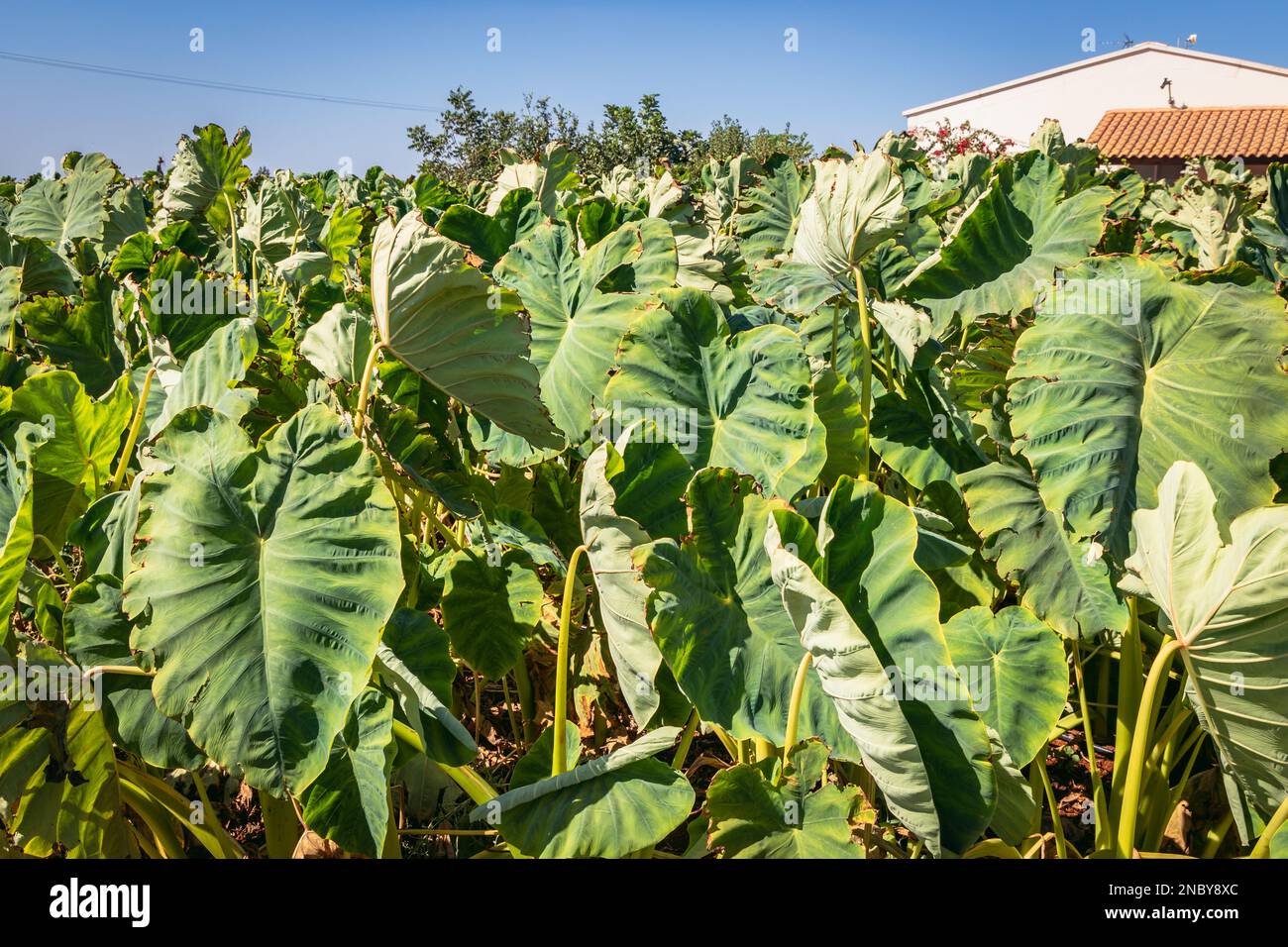 Leaves of Taro plant - Colocasia esculenta one a field in Sotira city ...