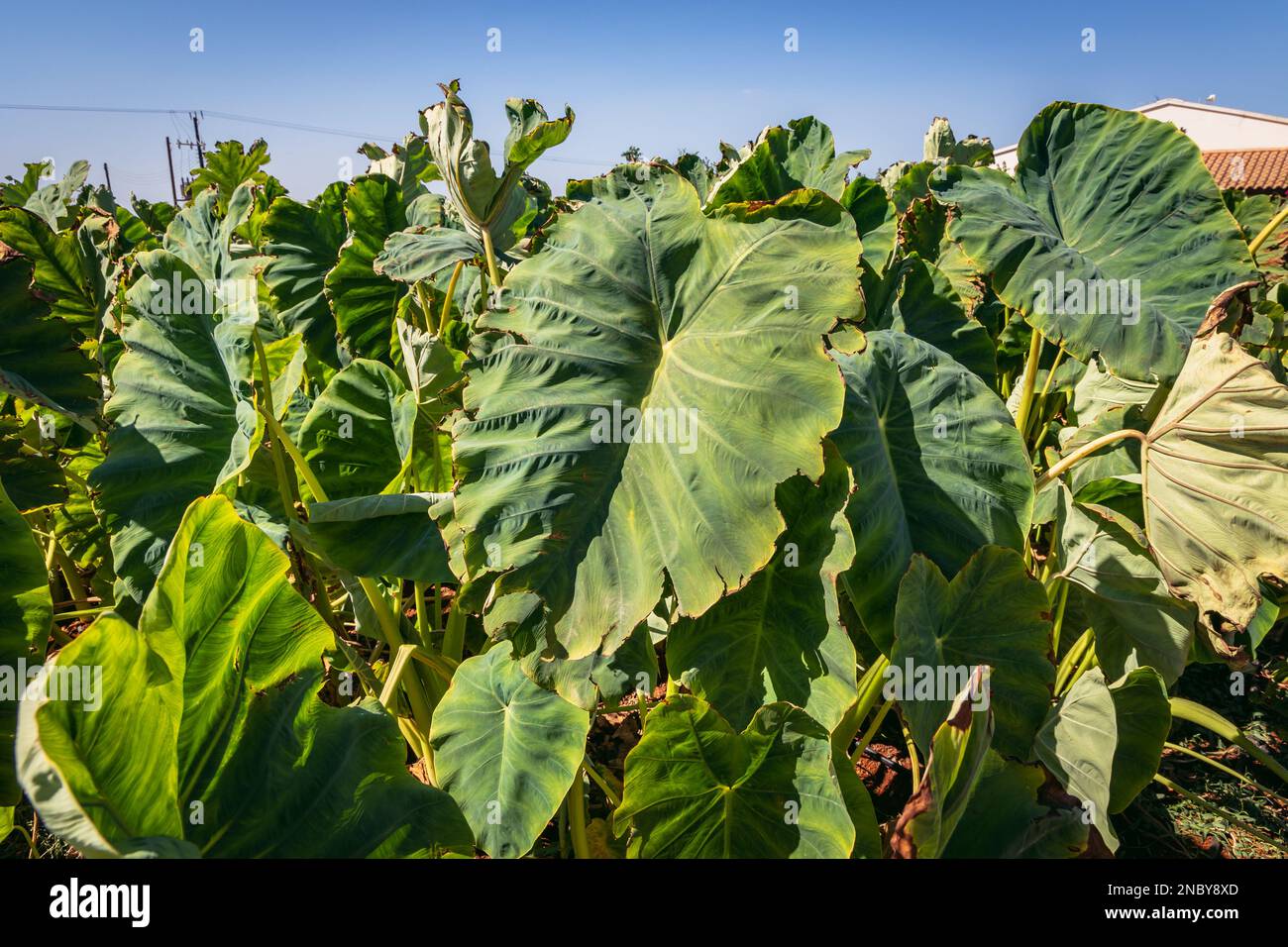 Colocasi hi-res stock photography and images - Alamy