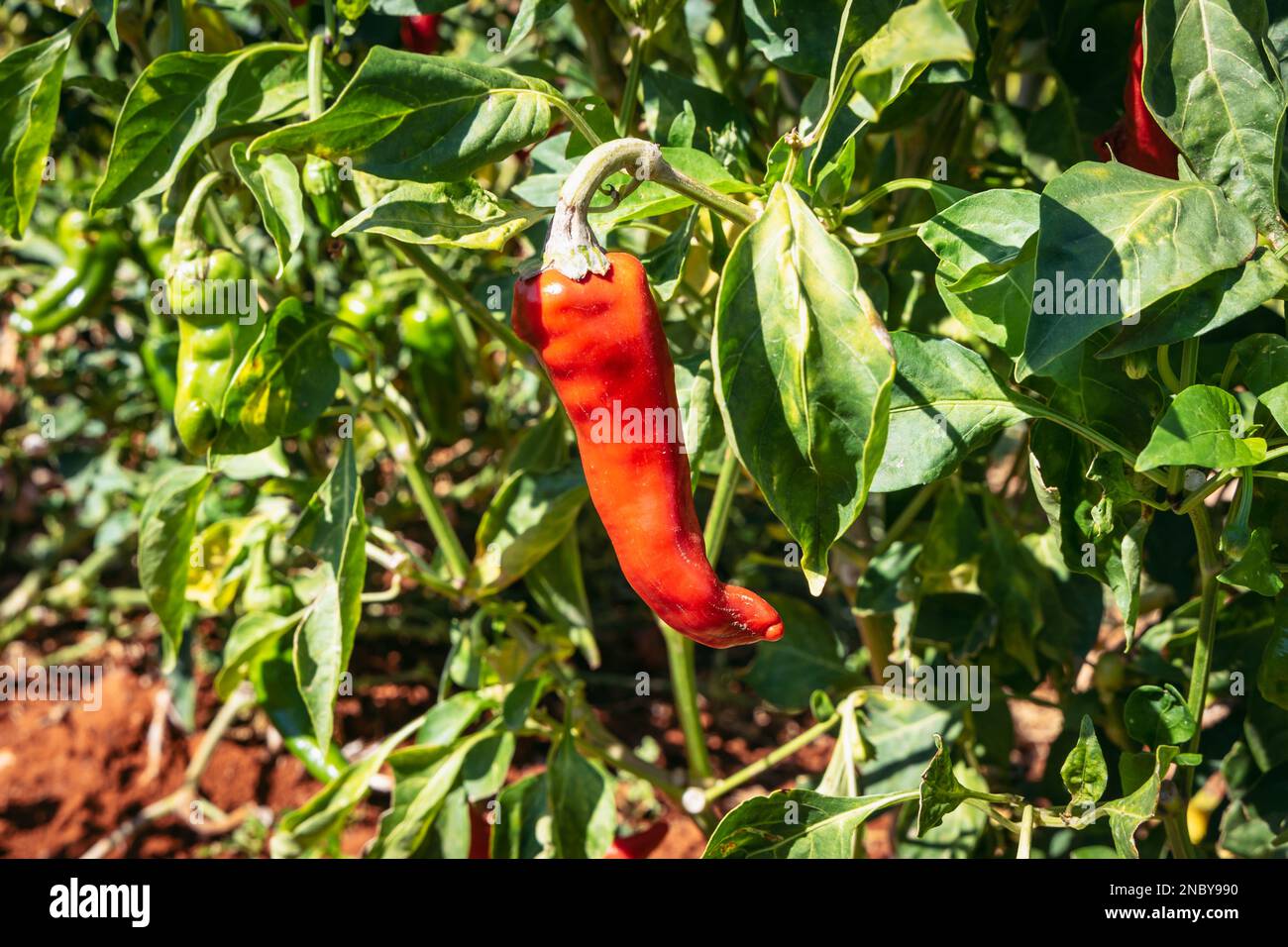 Peppers on a field in Sotira city, Famagusta district in Cyprus island ...