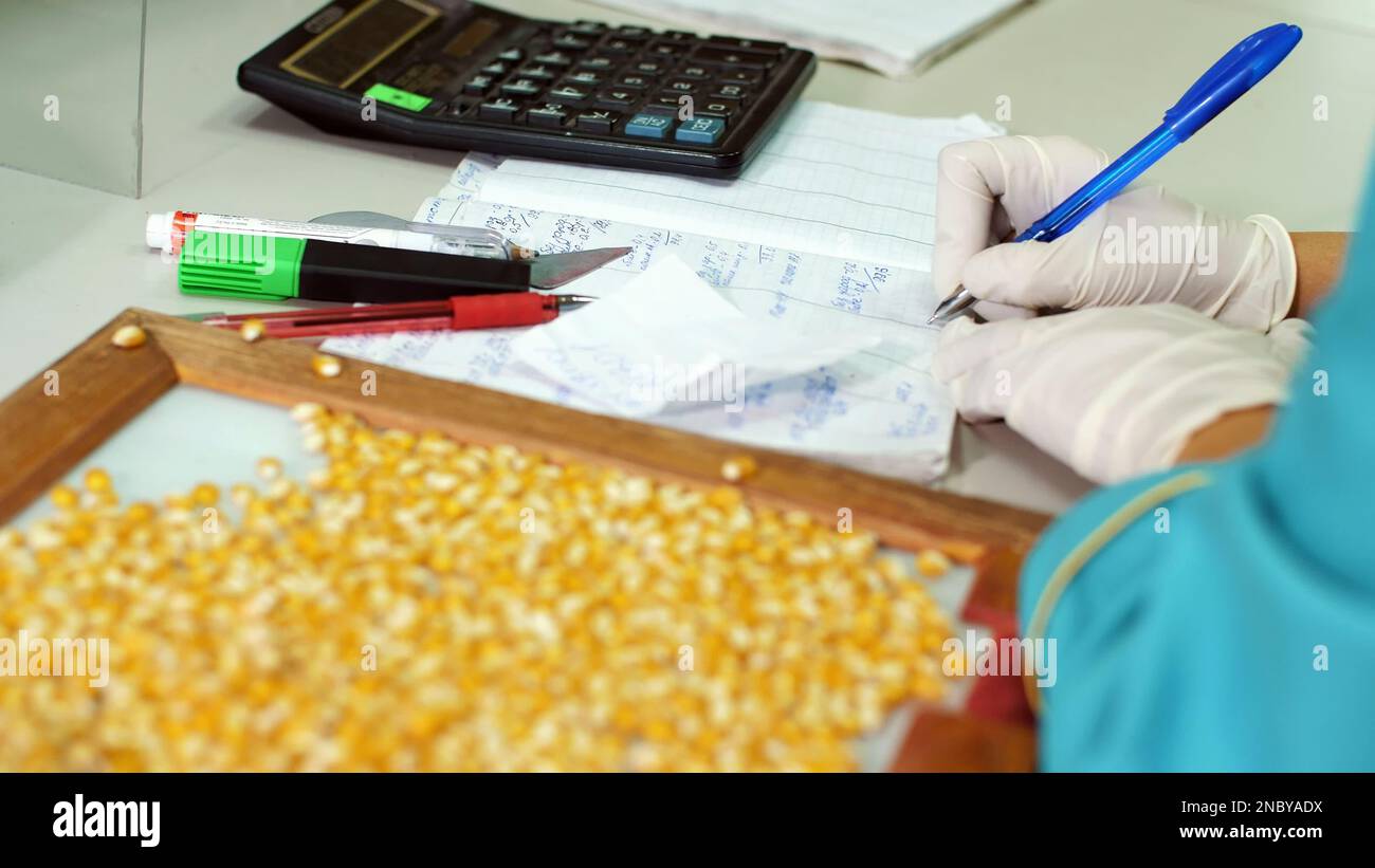 Laboratory research of corn seeds. samples of different species ...