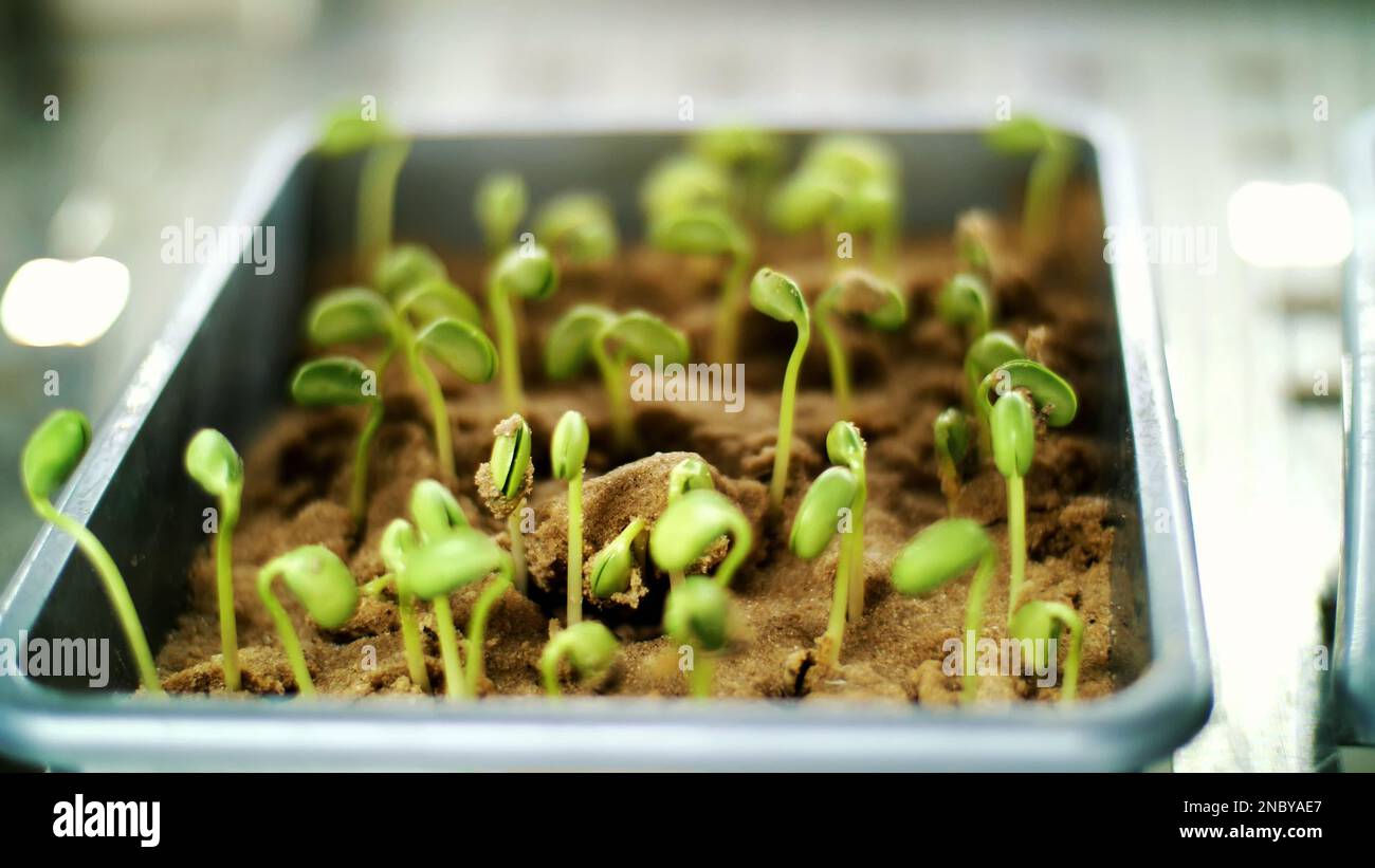 Close-up, young green sprouts in soil, ground. growing sprouts ...