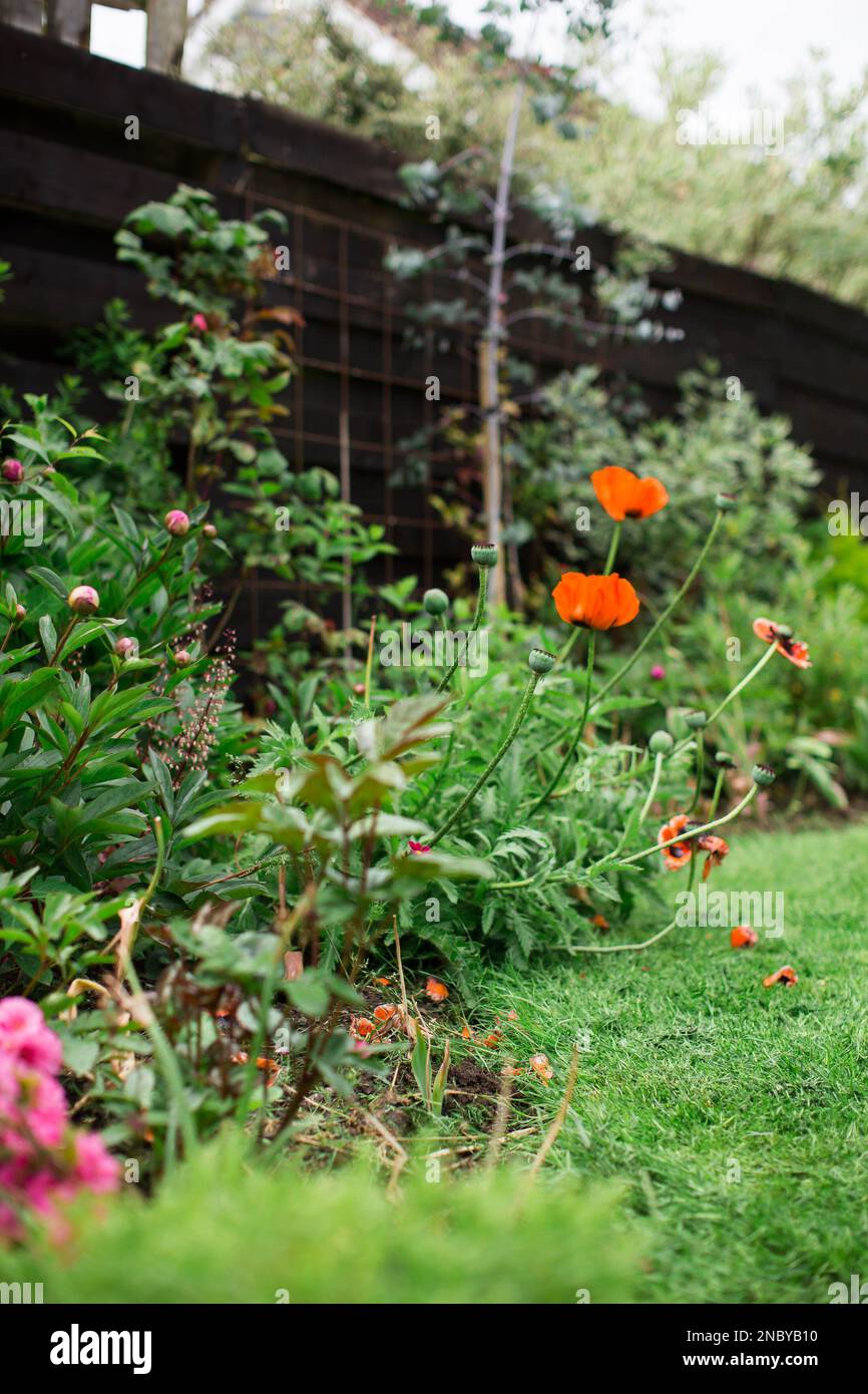 Flowering Border with Poppies Stock Photo - Alamy