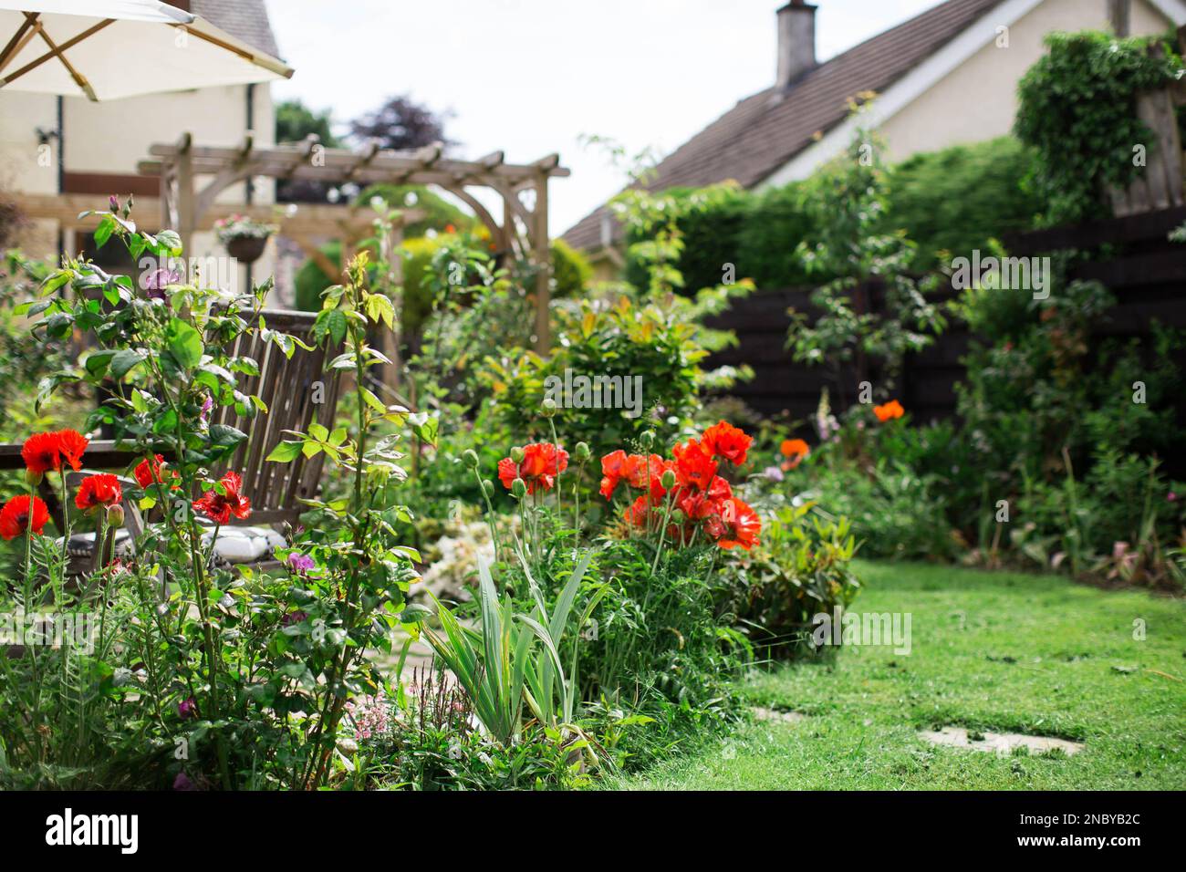 Poppy flower border Stock Photo - Alamy