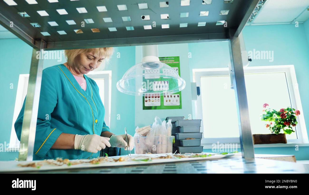 lab worker studying, examines sprouted, rooted corn seeds, in ...