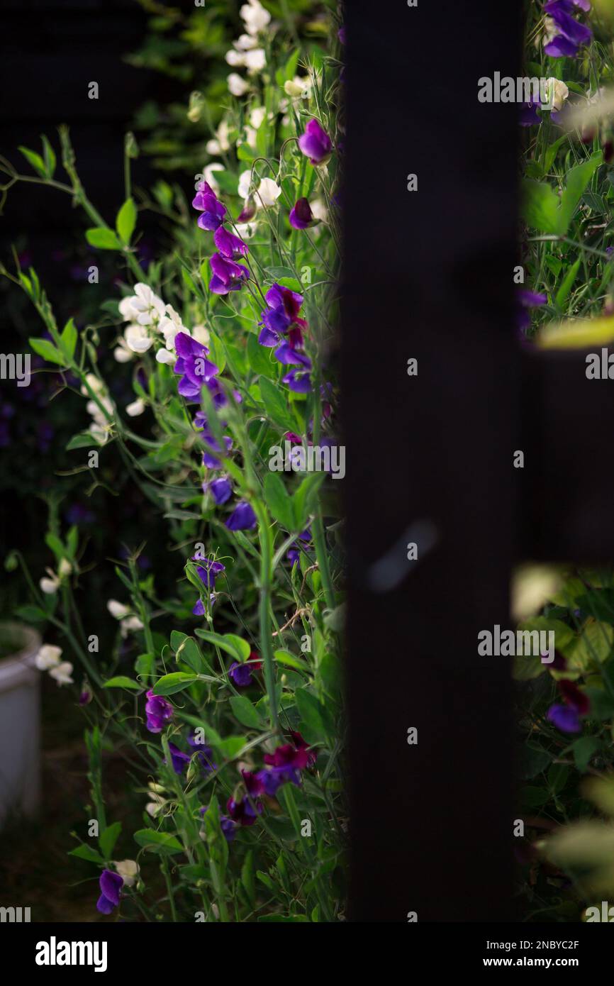 How to grow peas from seeds hi-res stock photography and images - Alamy