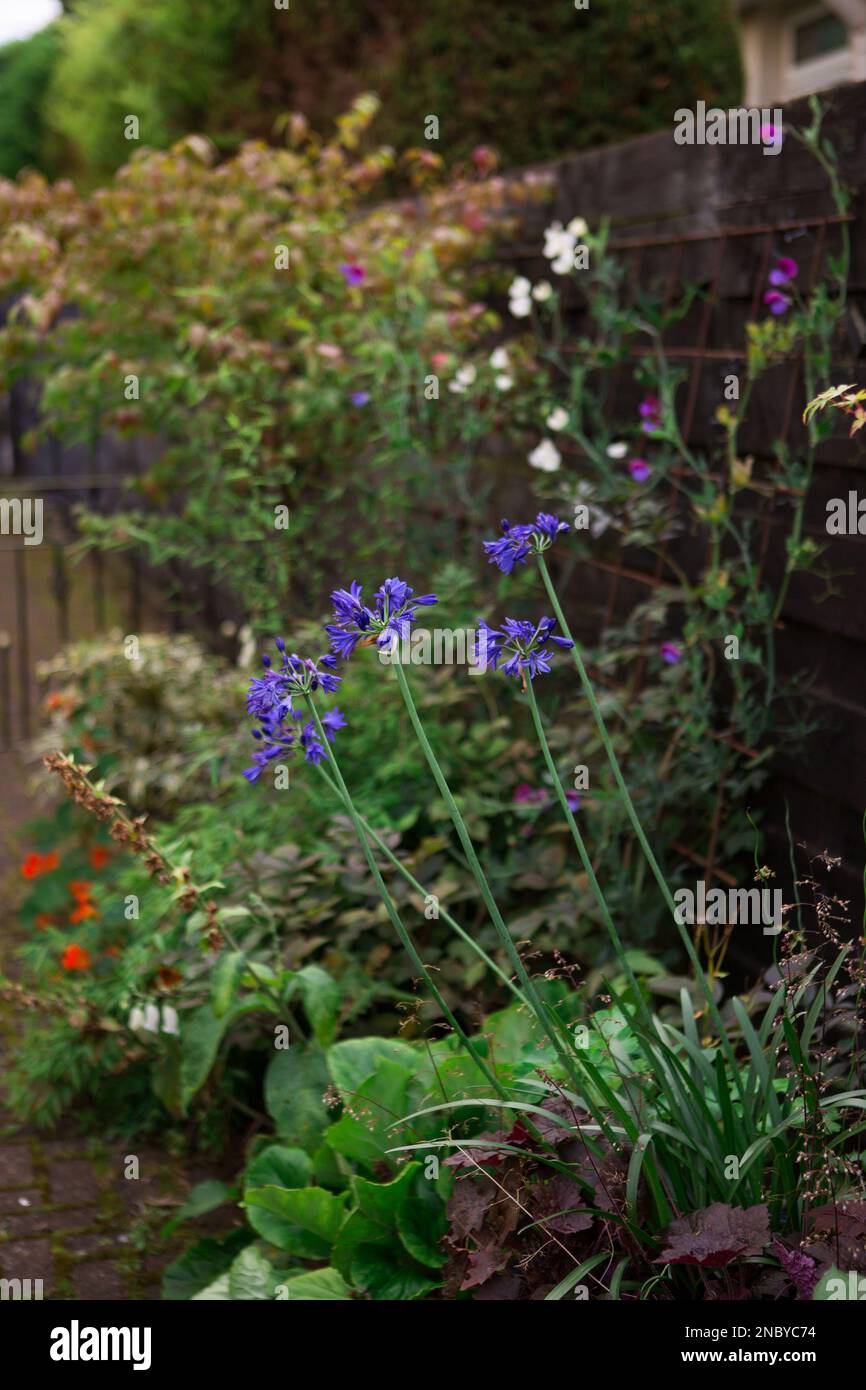 Purple Flowering Border Stock Photo - Alamy