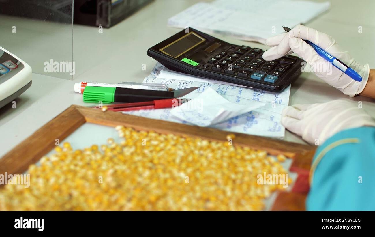 Laboratory research of corn seeds. samples of different species ...